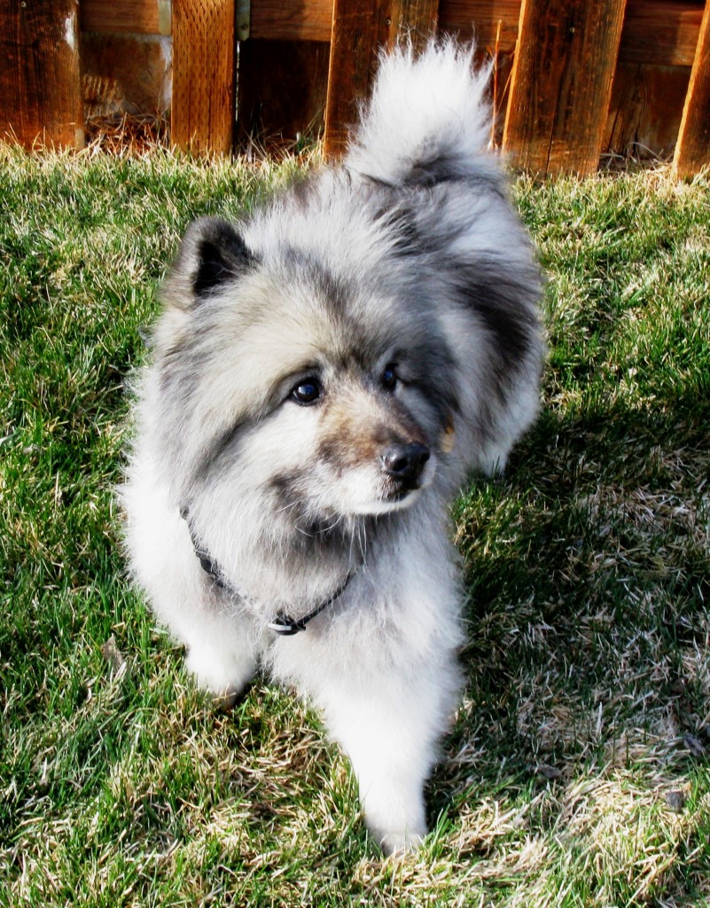 A Dog Named Mouse – CU At the Game